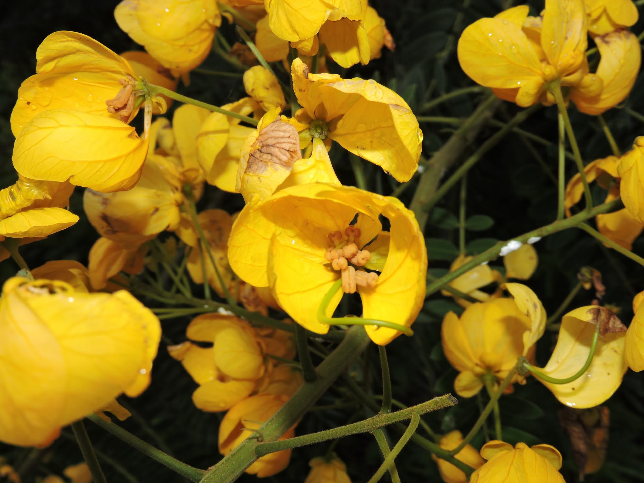 Fabaceae - Leguminosae no Brasil: The genus Senna (Leguminosae ...