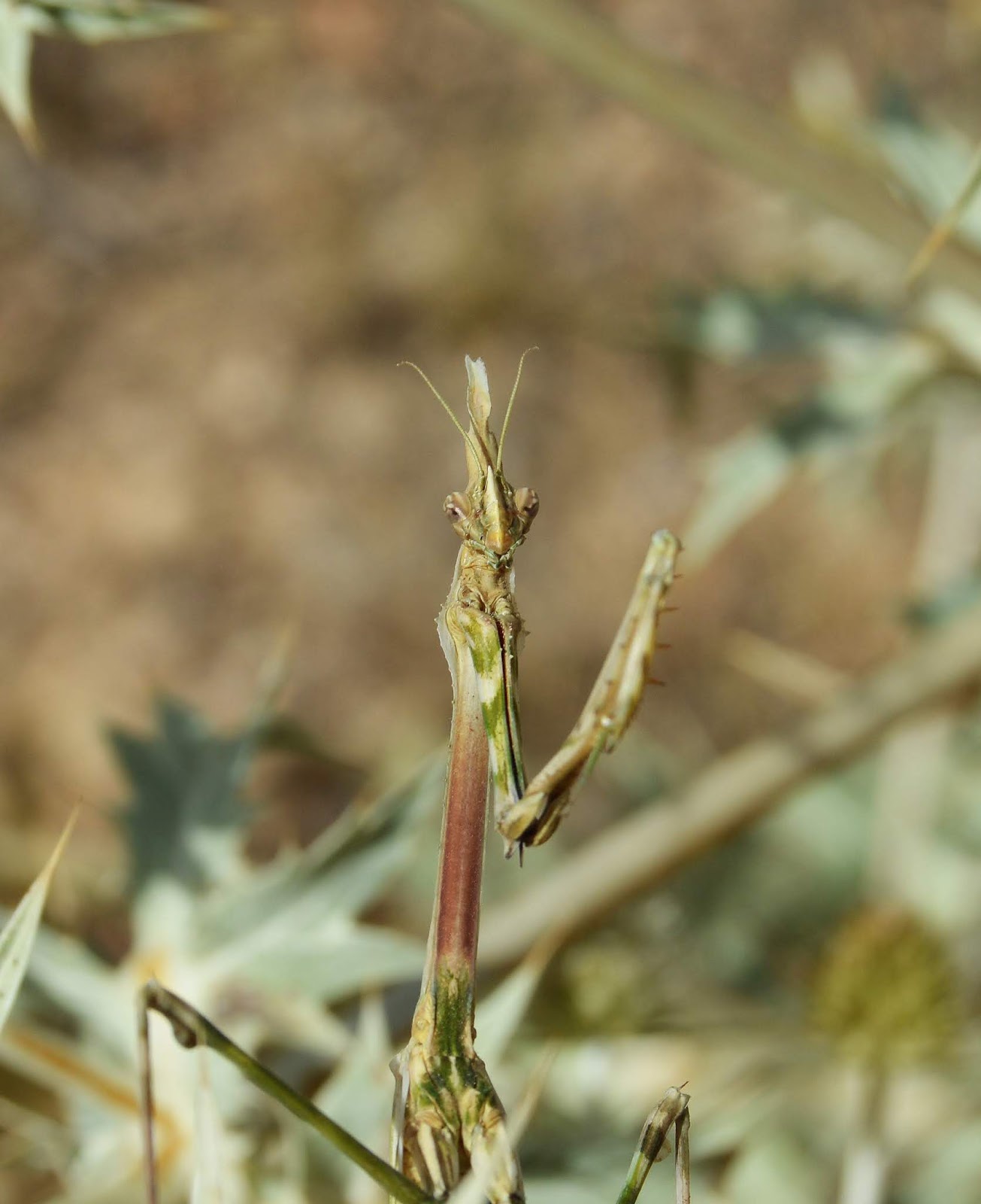 Blog de campo y minerales: agosto 2018