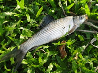 Labeo dussumier - Malabar Labeo or thooli or pullan
