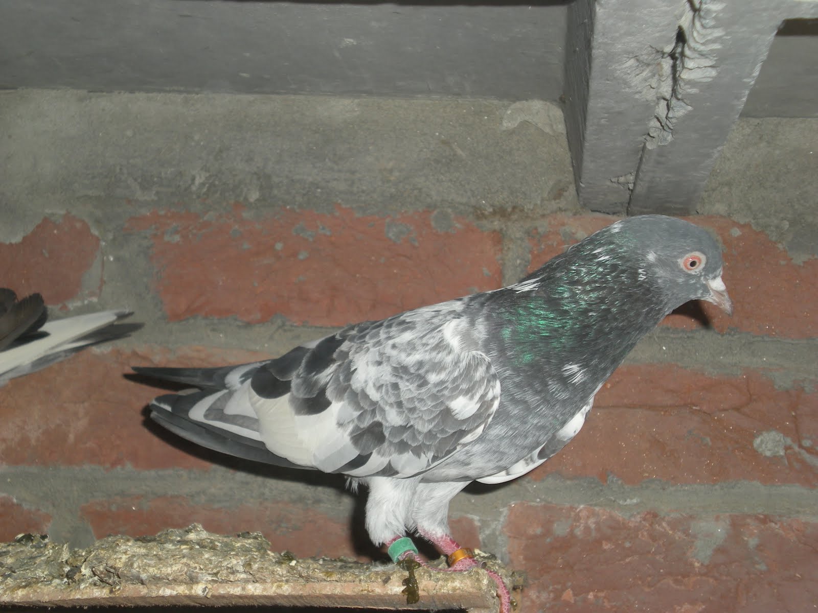 Pakistani Tipplers (Kabootar Baaz) | UK & USA Pigeons | Fancy Pigeons ...
