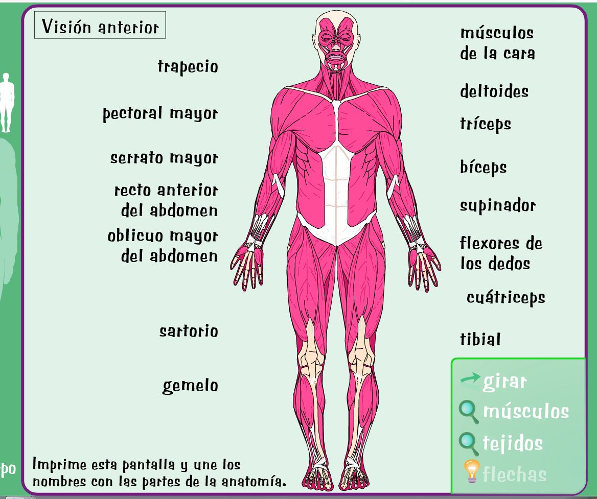 Los M Sculos Partes Nombres Y Funcionamiento | The Best Porn Website