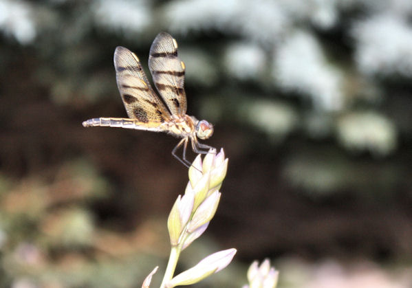A GUIDE TO NORTHEASTERN GARDENING: Garden Close-Up: The Legend of the ...
