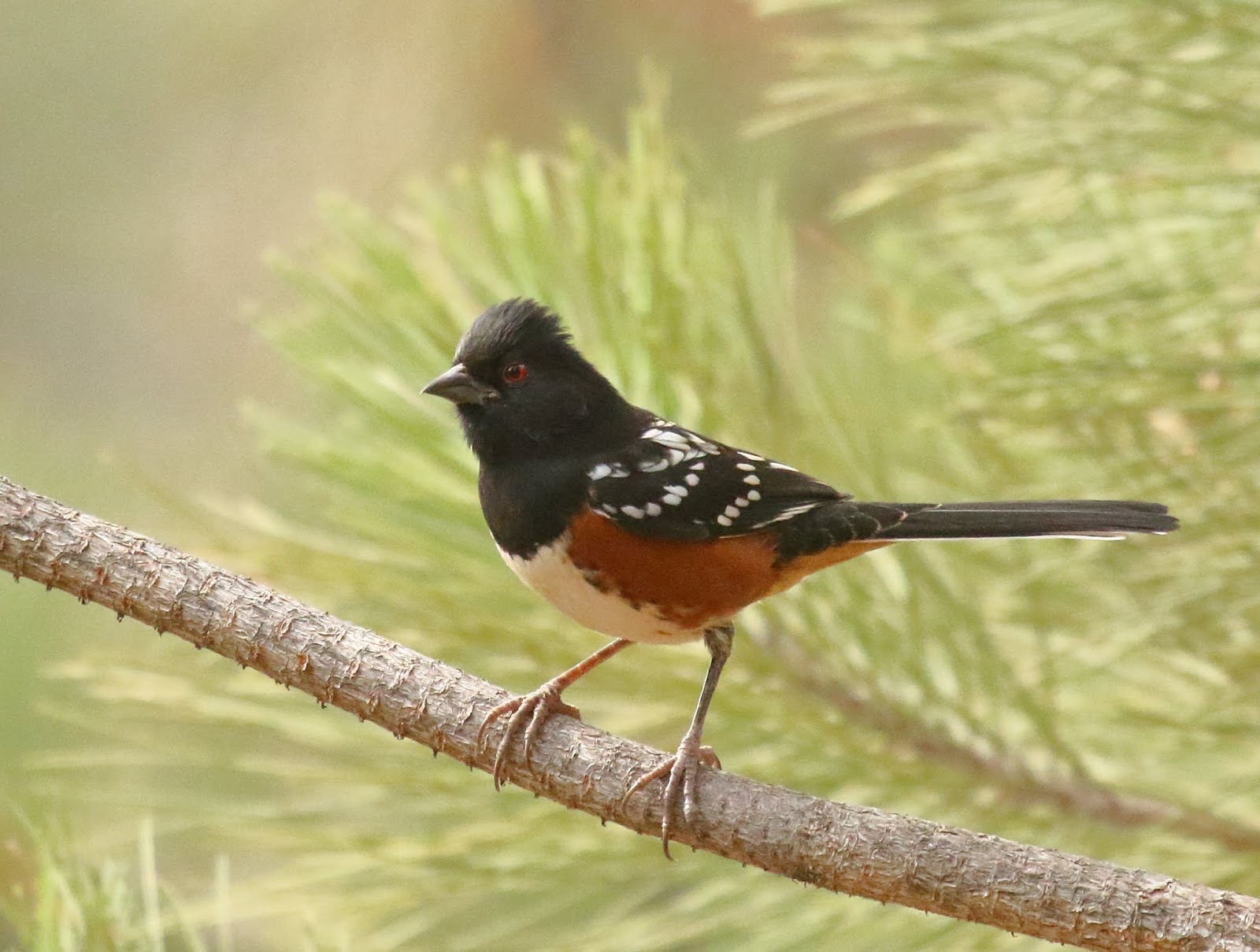 Spotted Towhees in Julian - Greg in San Diego
