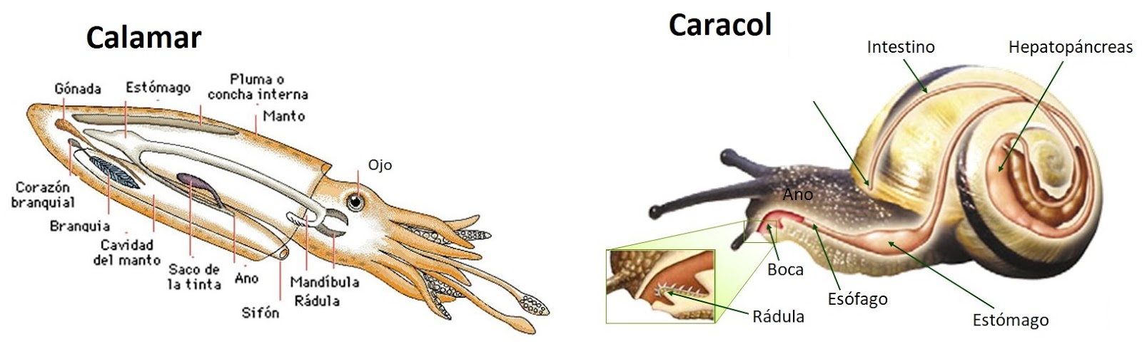 APARATO DIGESTIVO DE LOS ANIMALES