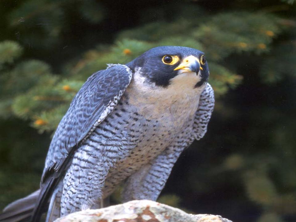 Spreebird wildlife: Shaheen SHAHEEN FALCON (Military state-bird of the ...