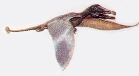 Retalhos da História | sobre História: Pterossauro, o primeiro ...