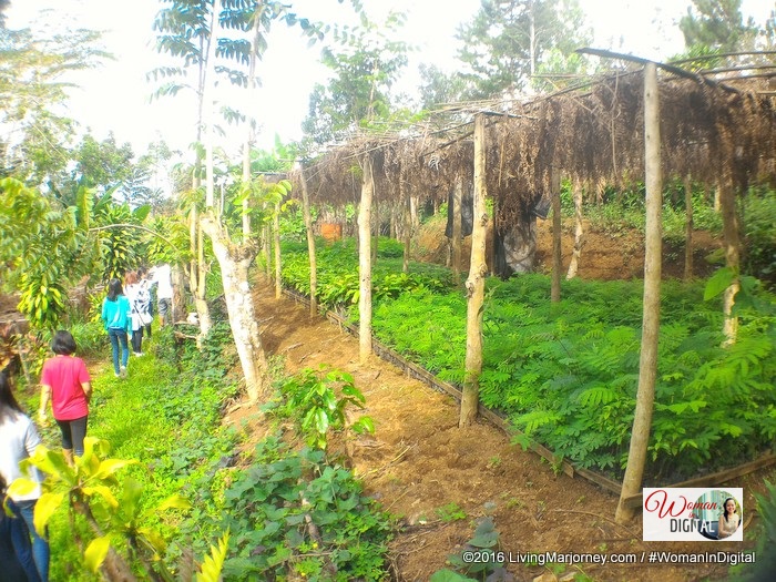 Woman In Digital: Farm Tourism: Why You Should Visit Mount Kitanglad in ...