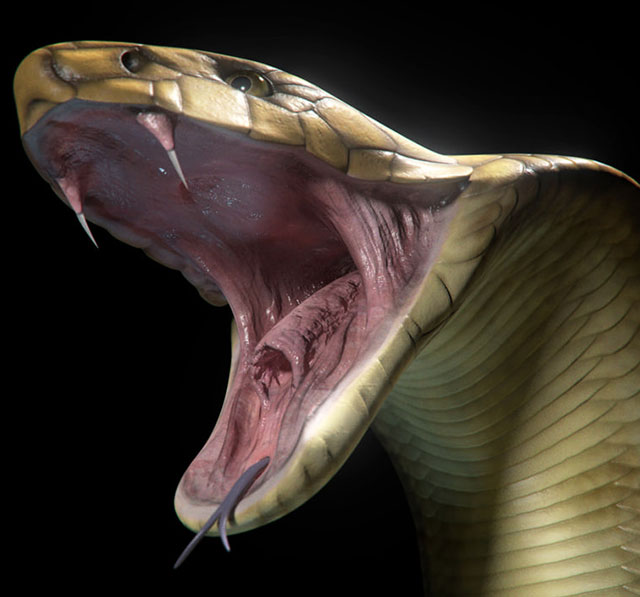 Dientes de serpientes ~ Snakes