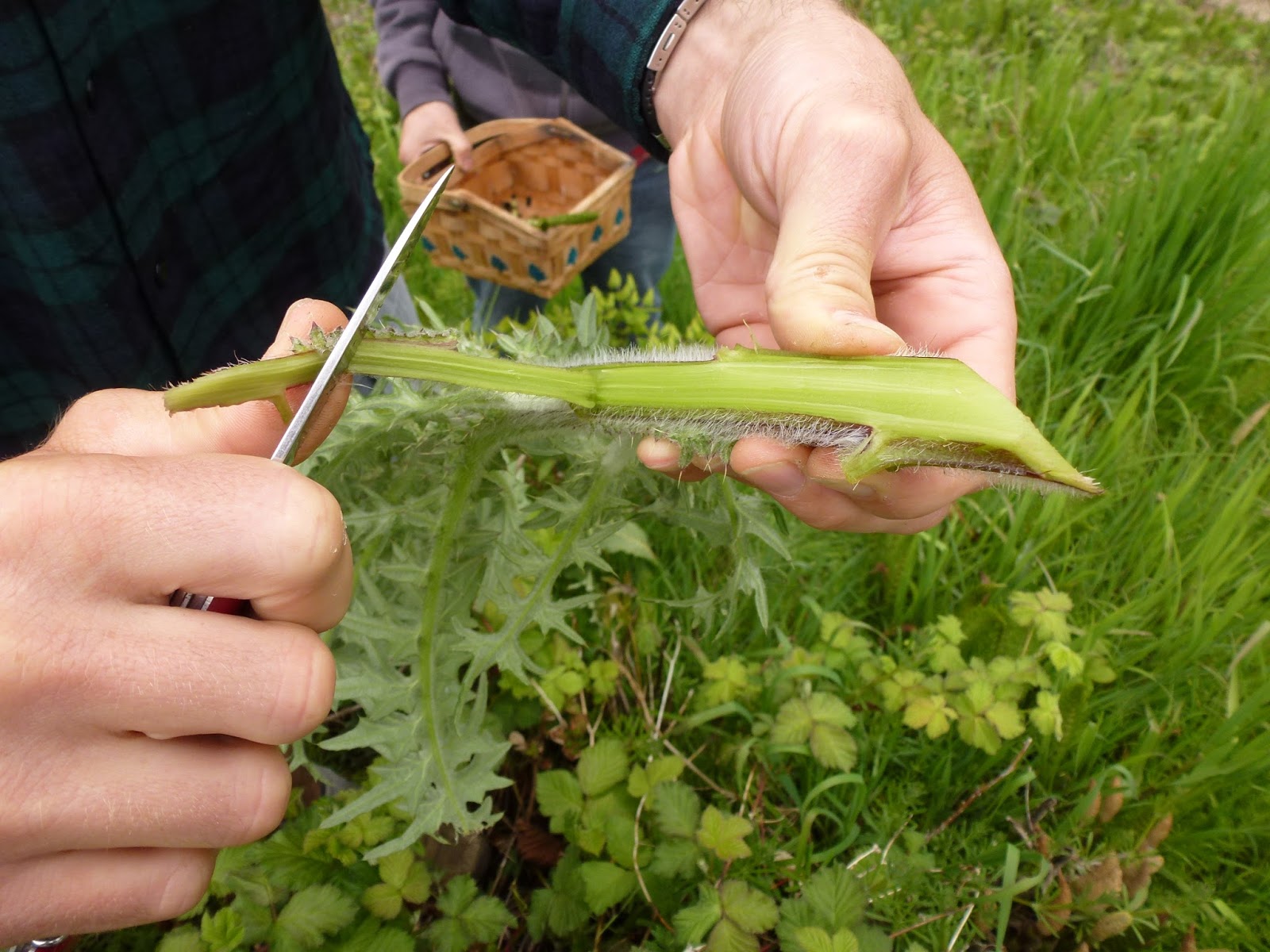 Wild Harvests: Another tasty thistle
