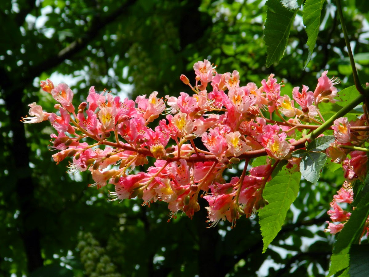 LA MULTI ANI, ROMANIA!: Flori rosii de castan