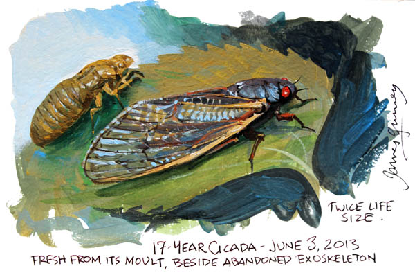 Gurney Journey: Painting a live cicada in casein