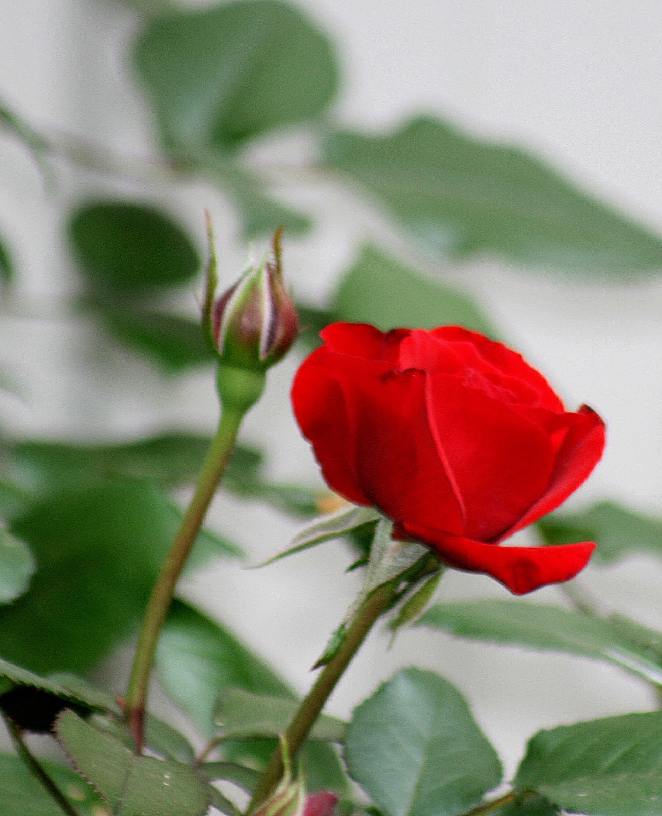 A Hocking Hill's Garden