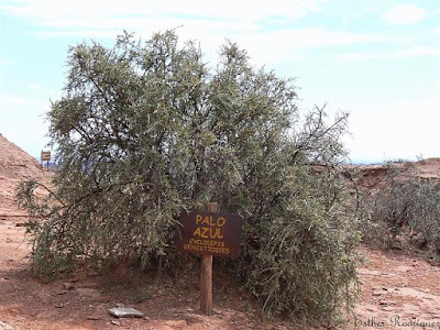 Beneficios Del Palo Azul | PLENITUD NATURAL