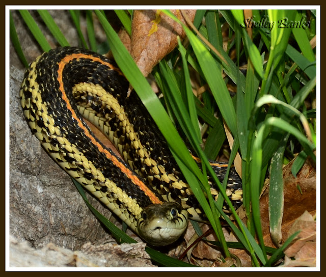 Prairie Nature: Western Plains Garter Snake