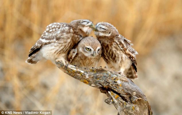 My Visions towards Life and the World: Little Cute Owls Hug For Their ...