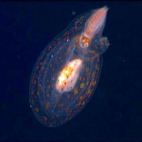 Real Monstrosities: Japetella
