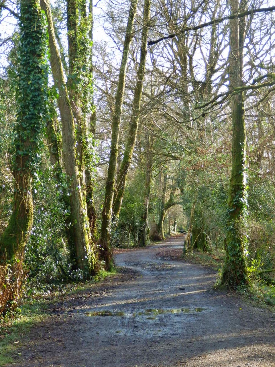 Mike's Cornwall: Walking at Pentewan, Cornwall: River, Woods and Trees