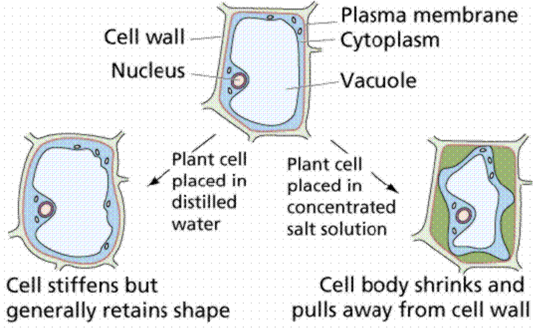Biology Form 4 SMK USJ 13: NOTES: Movement of Substances across the ...