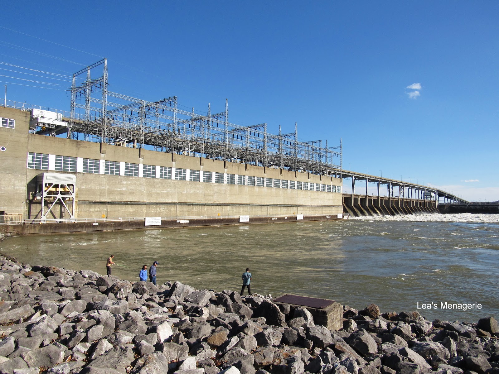 Lea's Menagerie: Pickwick Dam, January 29, 2019