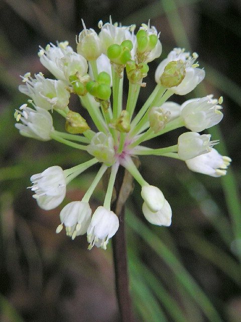 Temperate Climate Permaculture: Permaculture Plants: Ramps