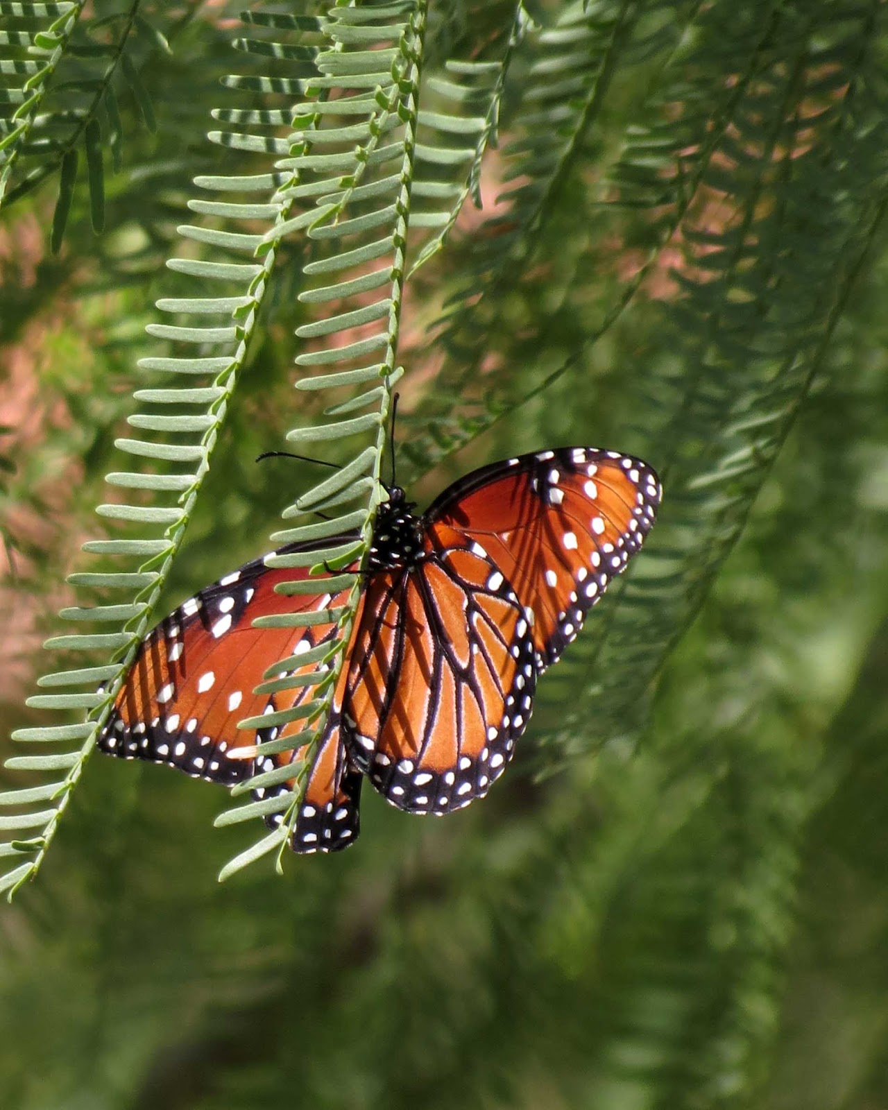 Desert Colors: Butterflies in the Garden