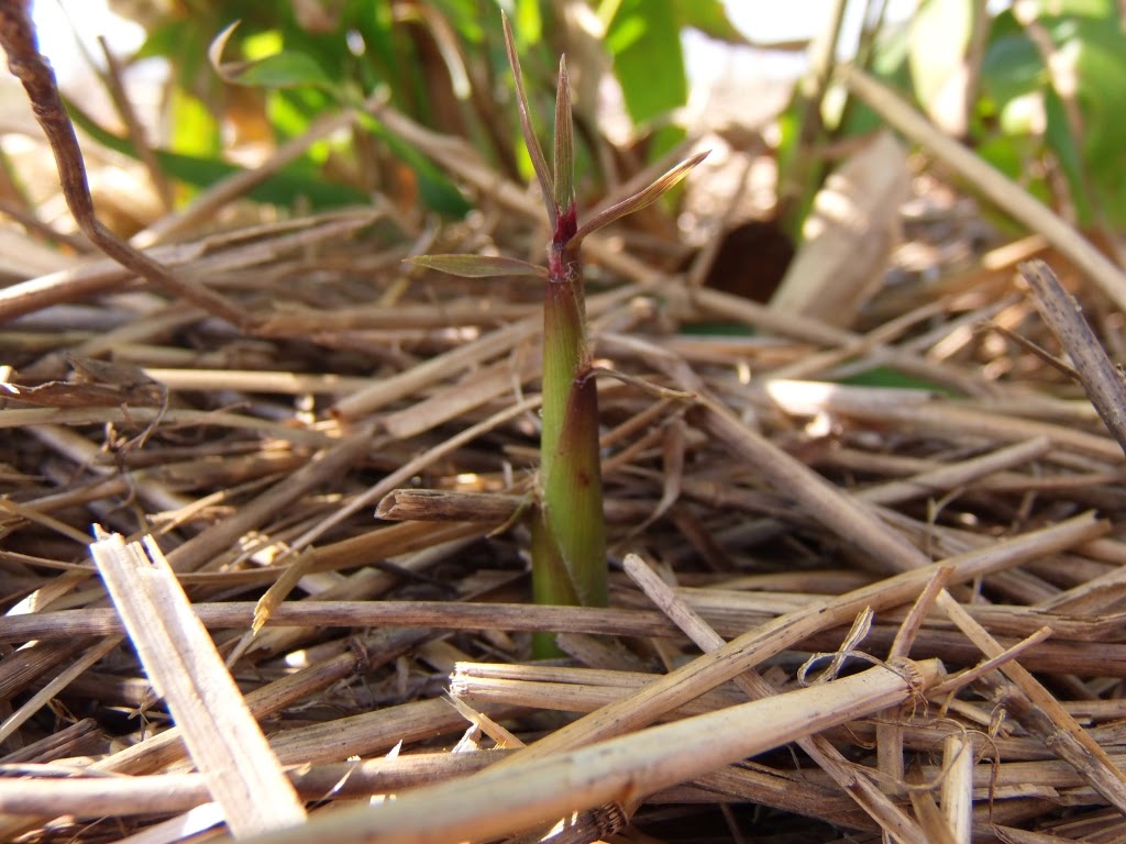 Moso bamboo diary 3 - In Between