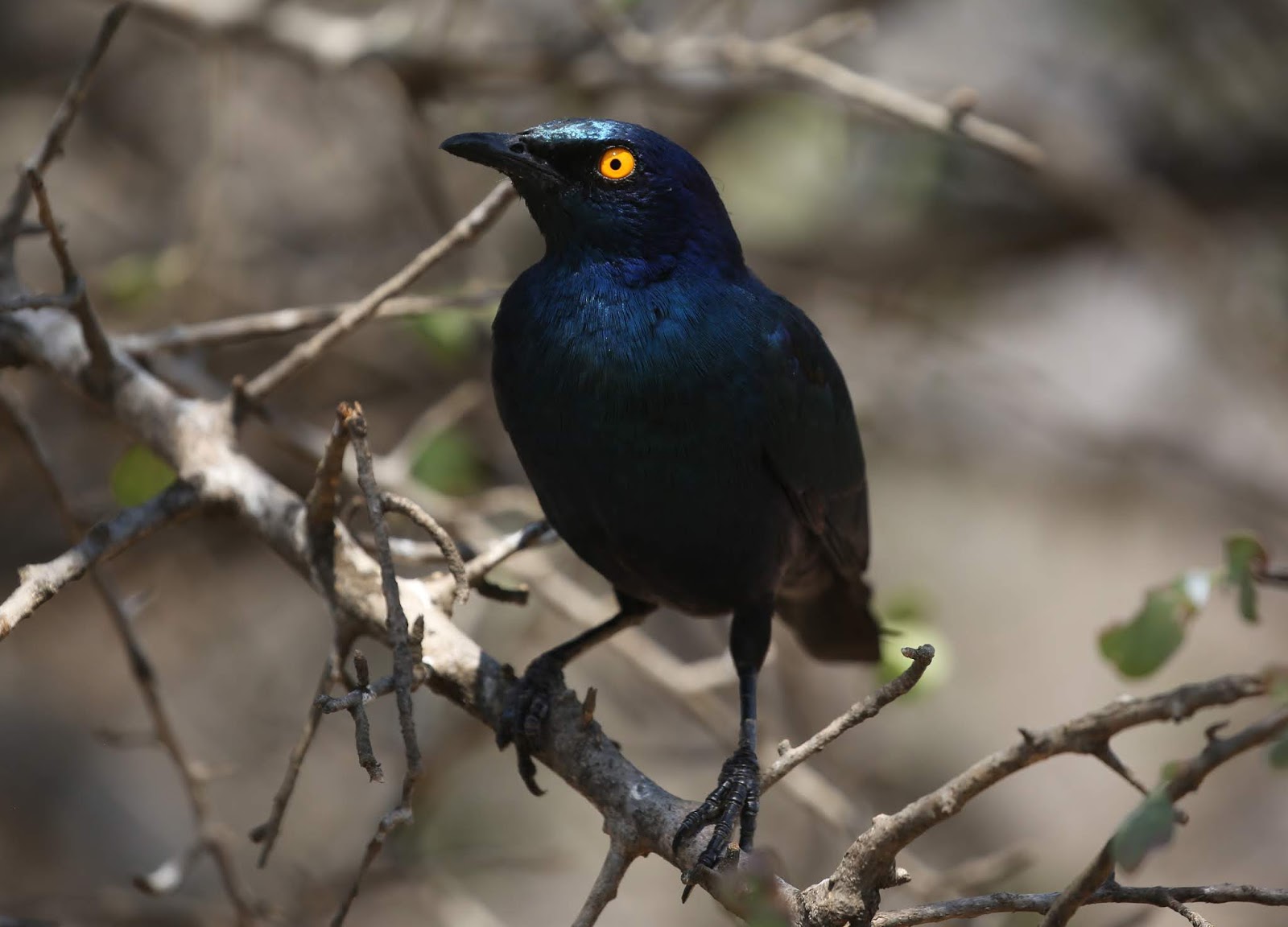 Worldbirder: Clare & Rowan's Africa trip!