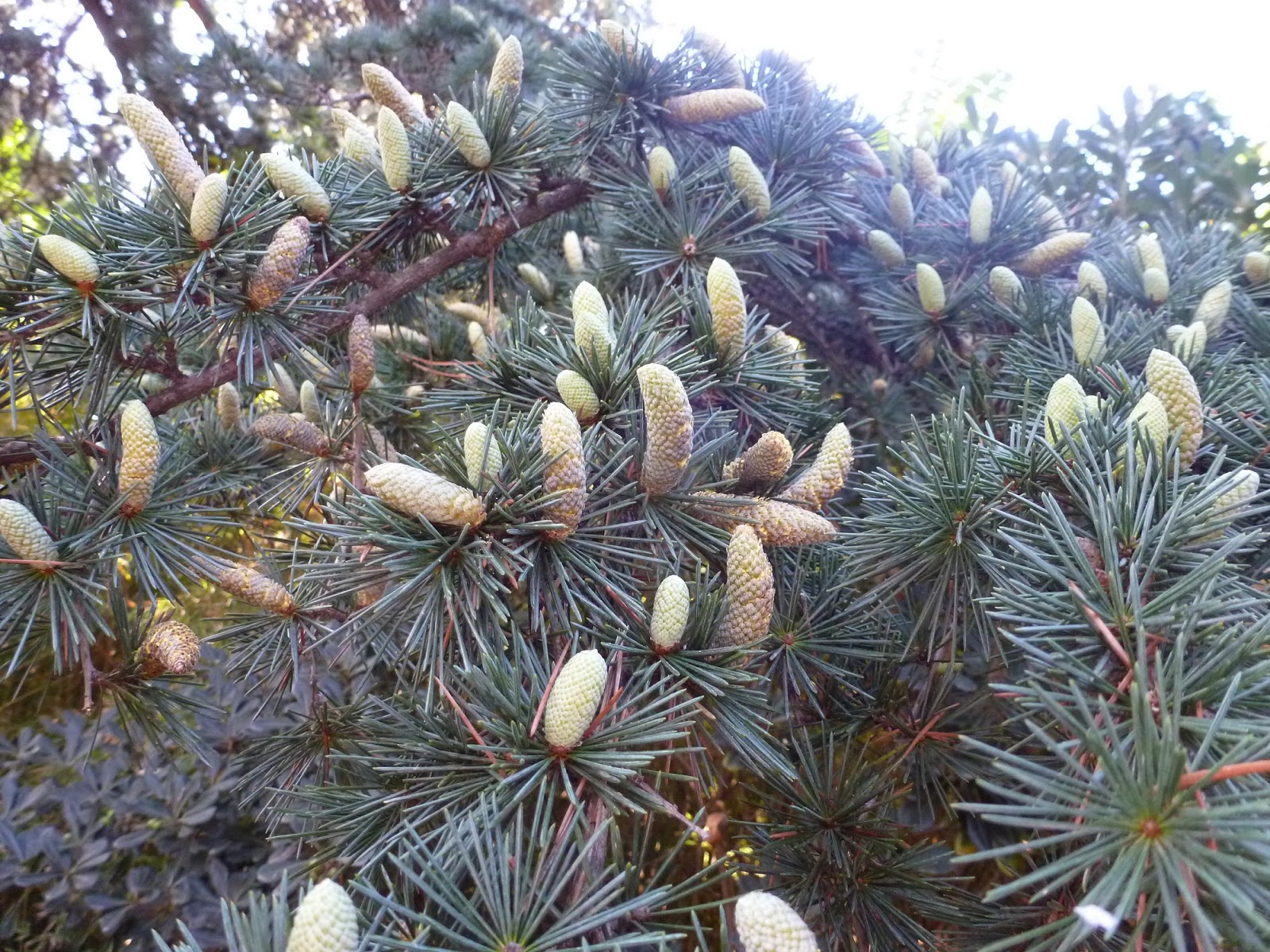 Árboles con alma: Ampliación. Cedro del Himalaya. (Cedrus deodora)