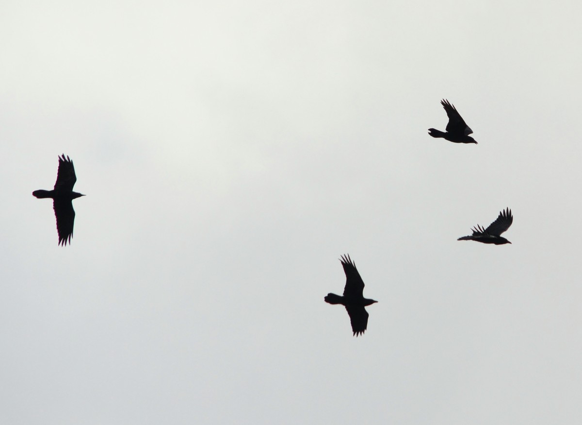 Woods Walks and Wildlife: A Change-filled Week