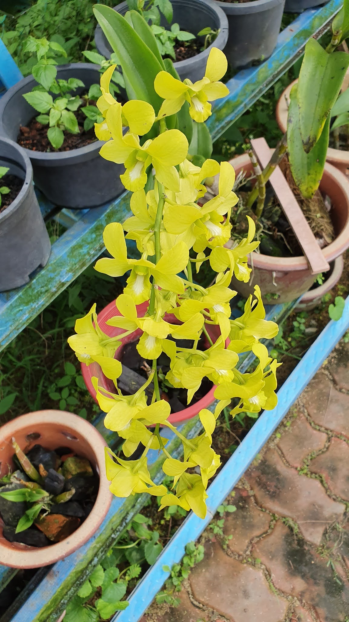 Warisan Petani: Bunga Anggerik Kampungan