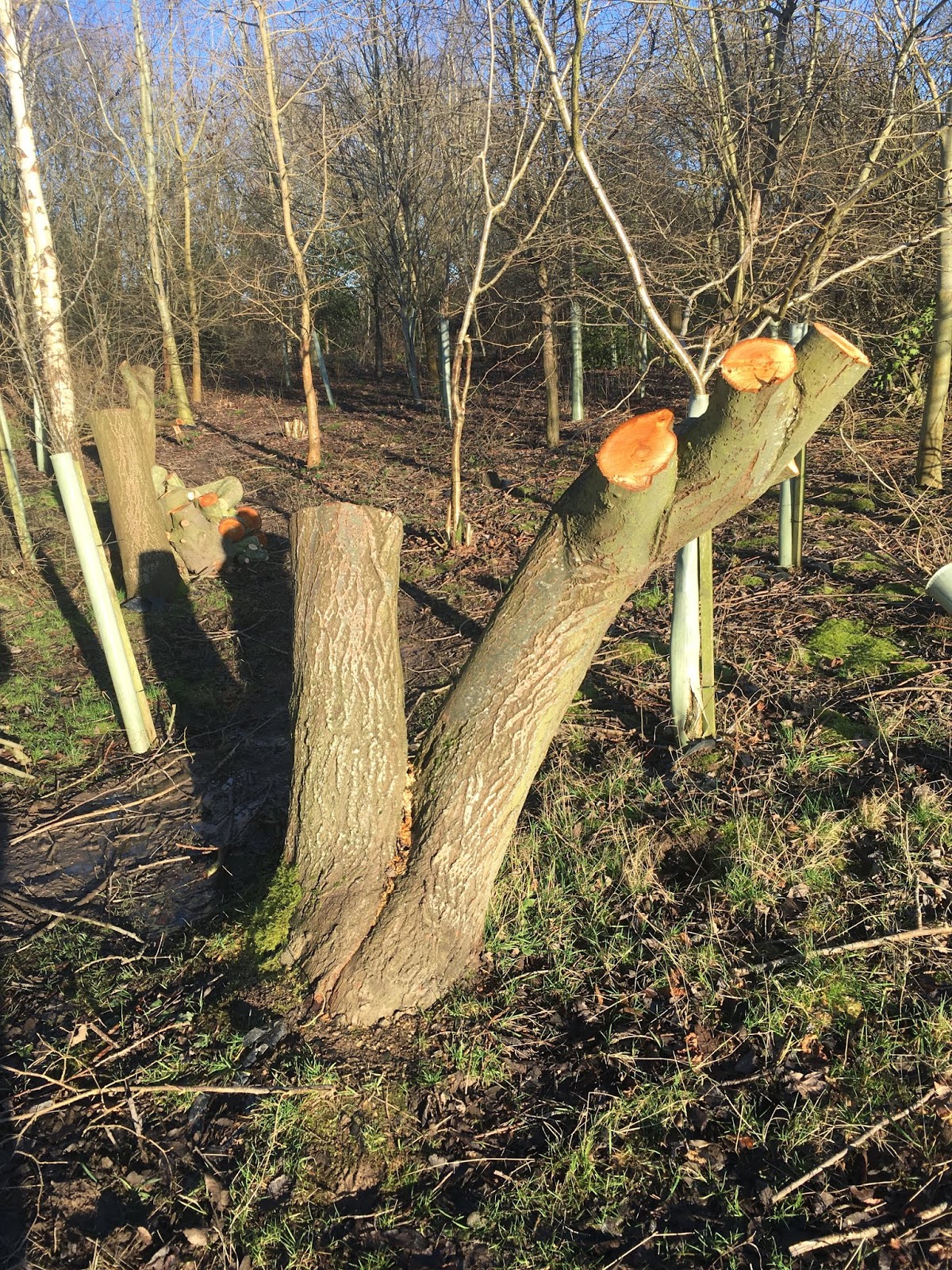 Woodland and Wildflower Meadow: Coppicing and Pollarding