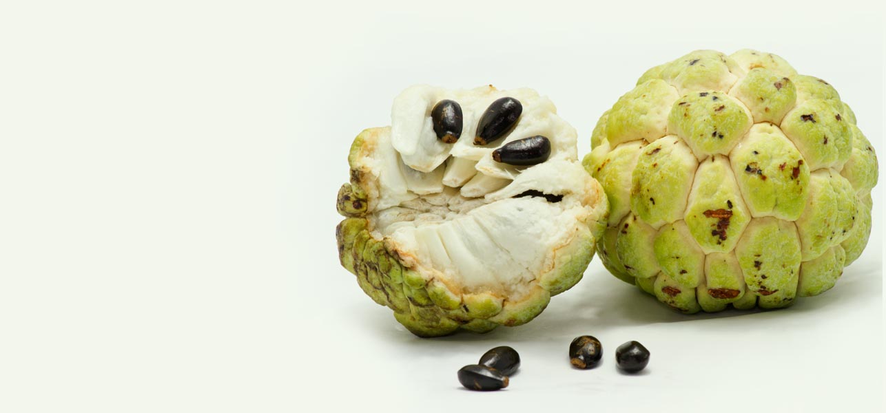 M - TECH GARDENS: CUSTARD APPLE SEEDS GERMINATION