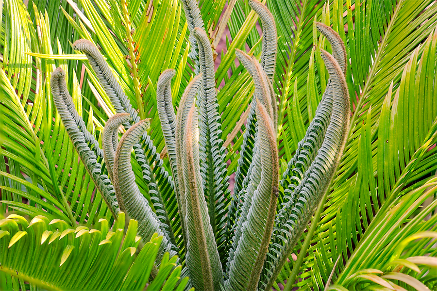 Linda Cochran's Garden: Cycas Revoluta