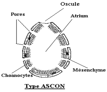 Les SPONGIAIRES (CLASSIFICATION) ~ ecologie environnement
