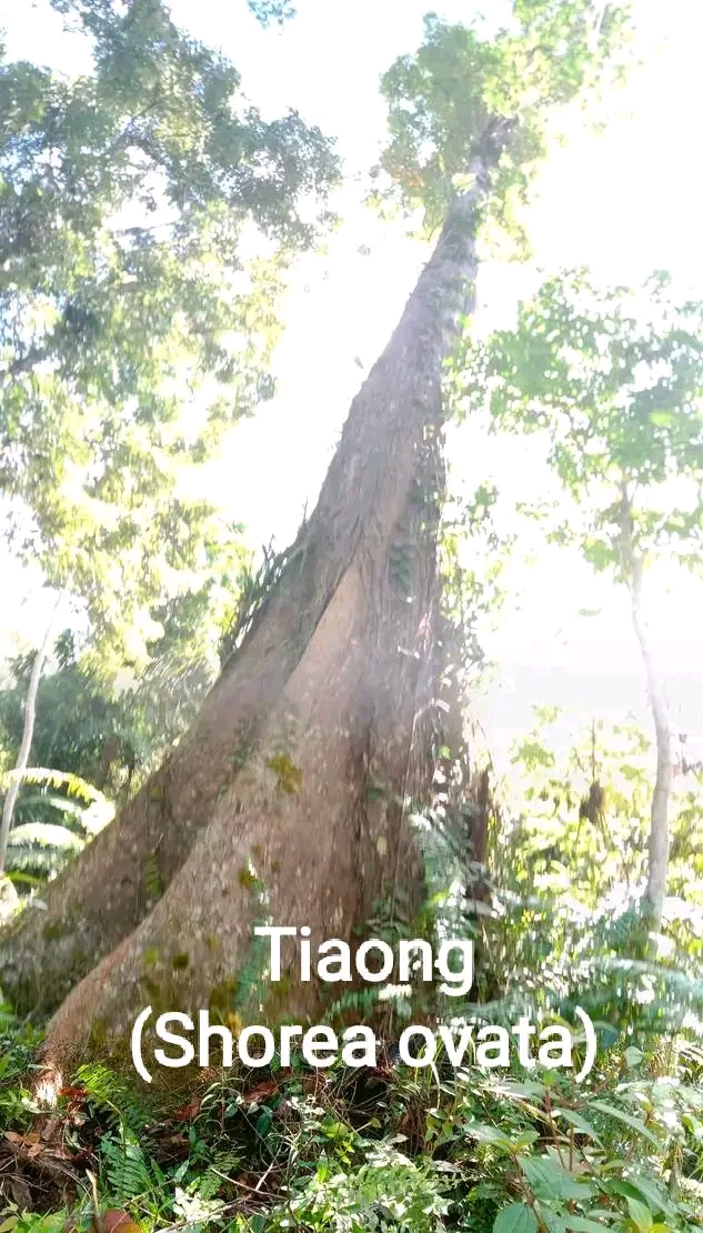 Boris Private Sanctum: Tiaong (Shorea ovata)