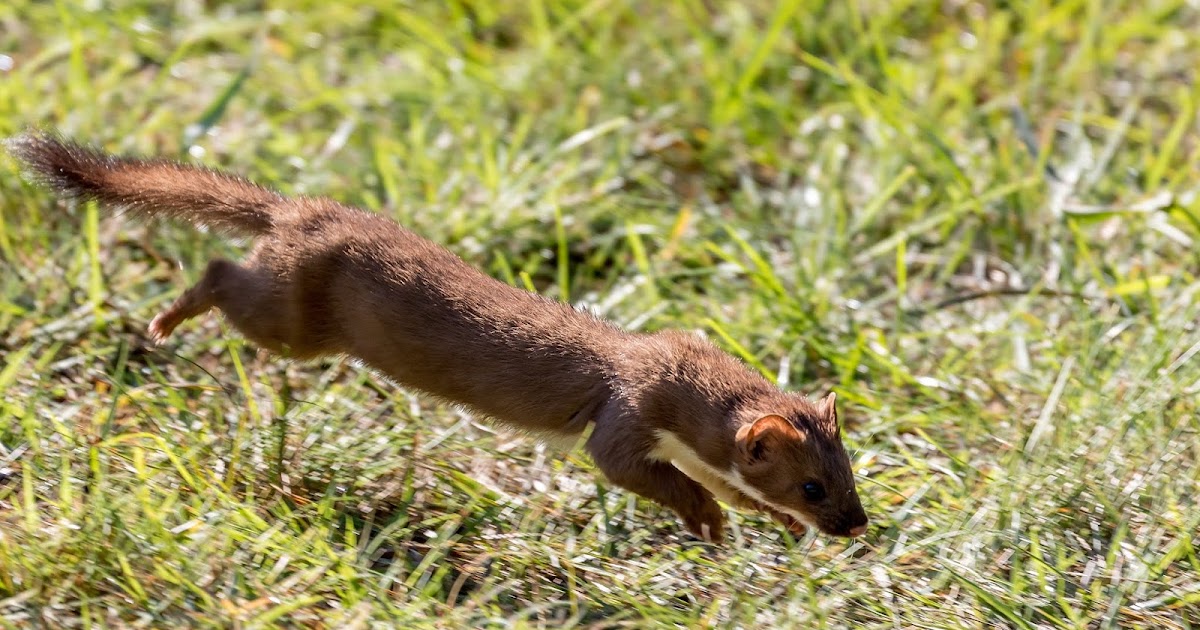Long-tailed weasel