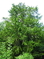 MIL Y UNA HISTORIAS : Tejo del Lago - Allande