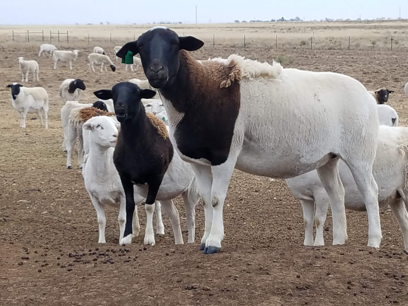 The State of the Union: Sheep and Sheepfold at New Mexico Farm (Photos)
