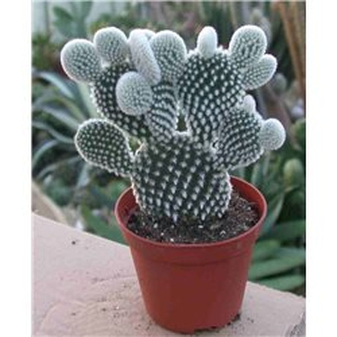 48 Cute Small Cactus Ideas To Maximize Your Interior Design | ARA HOME