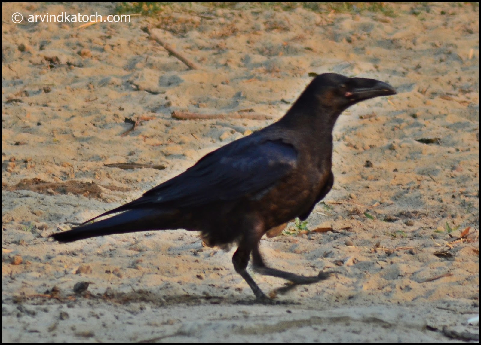 (Indian) Jungle Crow (Corvus Macrorhynchos) Pictures and Details