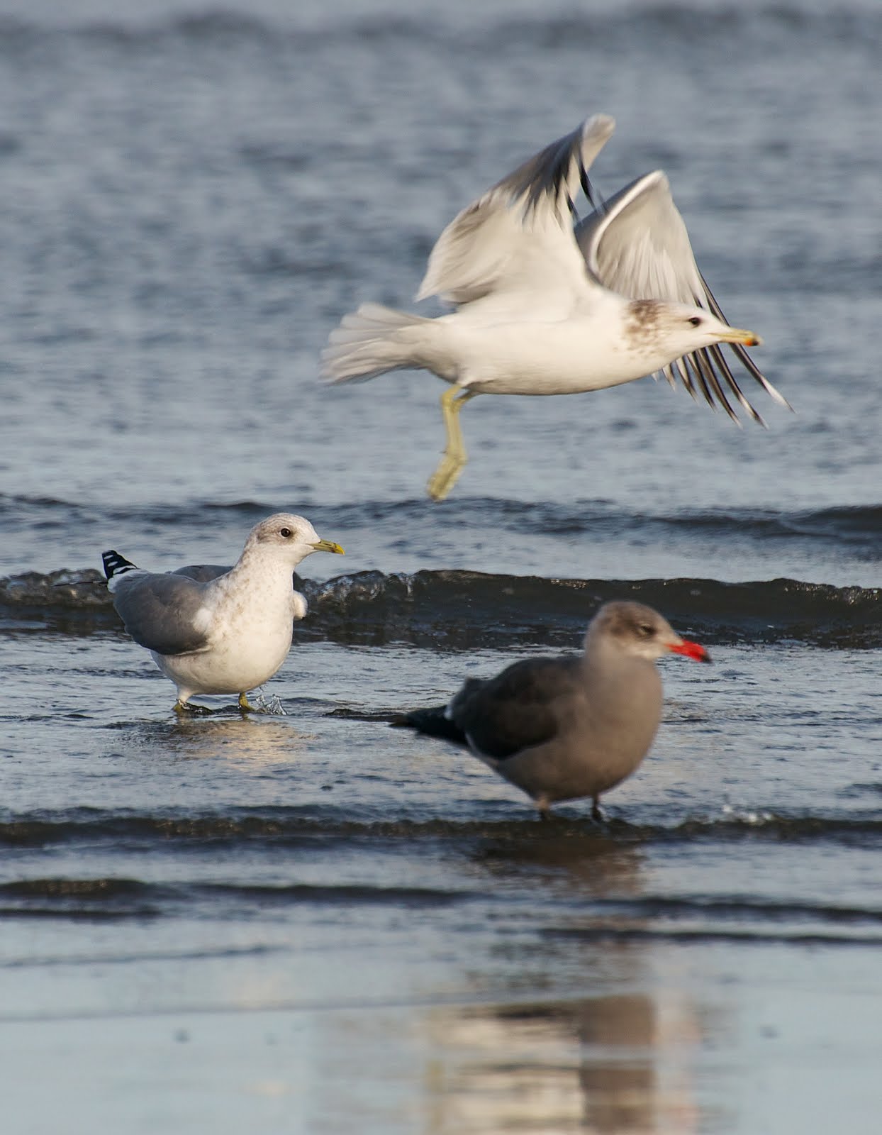 NW Bird Blog: Mew Gull
