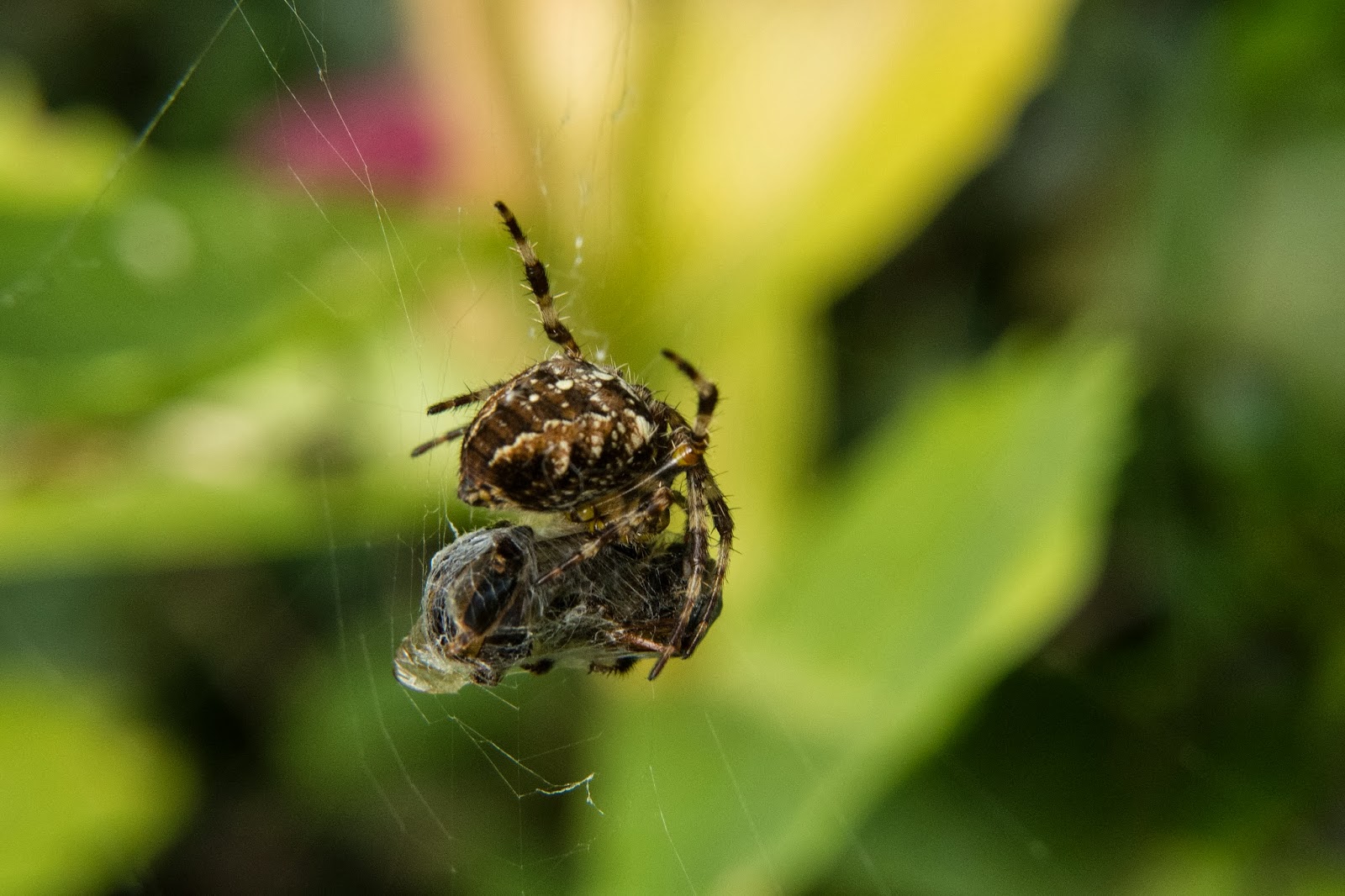 Garden Cross Spider - Araneus diadematus
