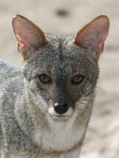 LA FLORA Y FAUNA DE TACNA: FAUNA DEL DEPARTAMENTO DE TACNA