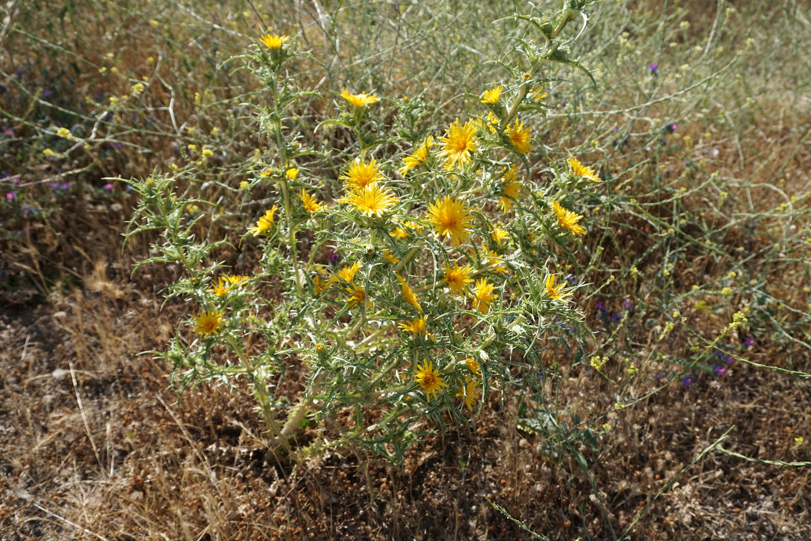 Plantas de Huerta Otea, Salamanca: Cardillo, cardo de olla, tagarnina ...