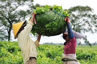 Komitmen Bekerja PTPN IV Dengan Satu Core Value "AKHLAK" - Kopitimes.id