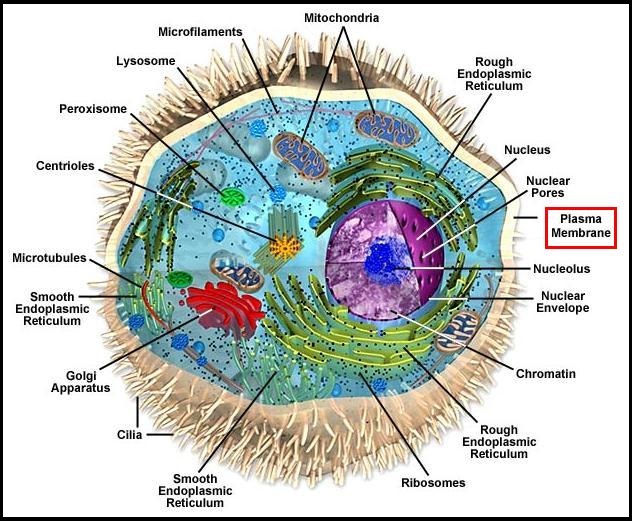 La nature de l'eau: EAU ET BIOLOGIE (3) : Une biologie anhydre