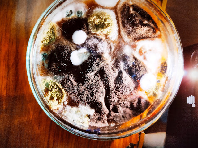 Biofantasylover: PDA- POTATO DEXTROSE AGAR MEDIA