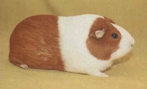 EVALUACIÓN DEL ALIMENTO BALANCEADO A BASE DE TUNA EN LA GANANCIA DE ...