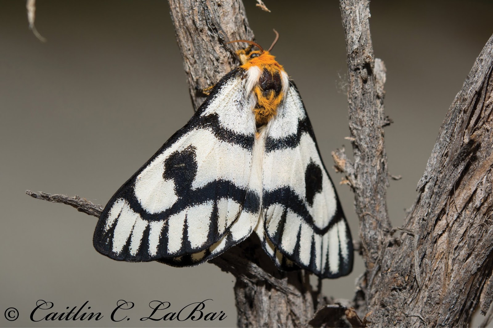 Northwest Butterflies: Species Profile: Hera Buckmoth - Hemileuca hera