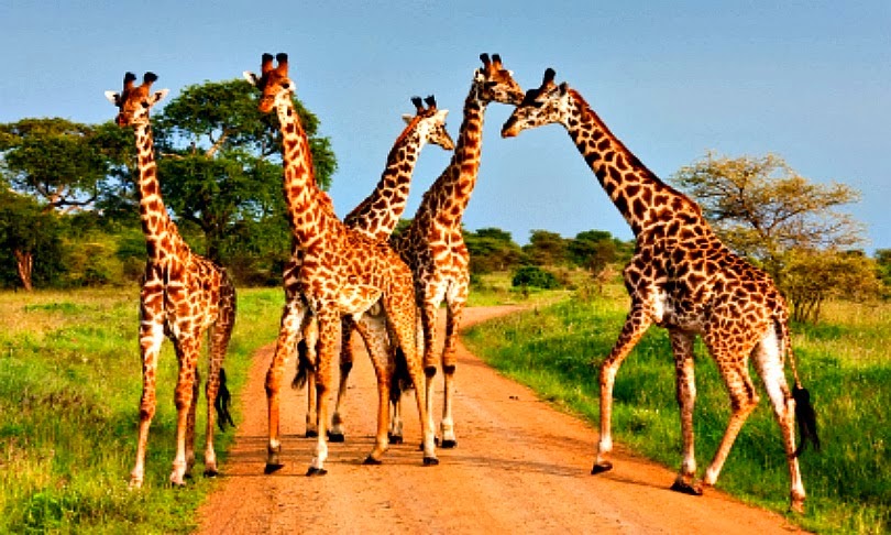 All Animals: Zarafa (Giraffe) Profile,News,Photos